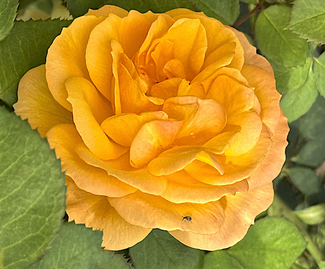 Roses: Today I stood for almost half an hour waiting for the wind to ...