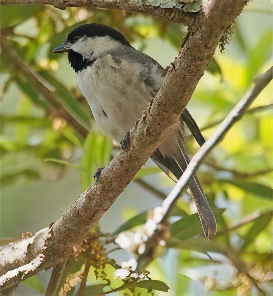 A chickadee: A Carolina Chickadee in South Carolina...