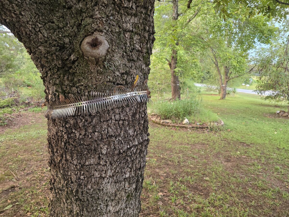 Pecans vs squirrels... I may have finally won! I have 6 large pecan ...