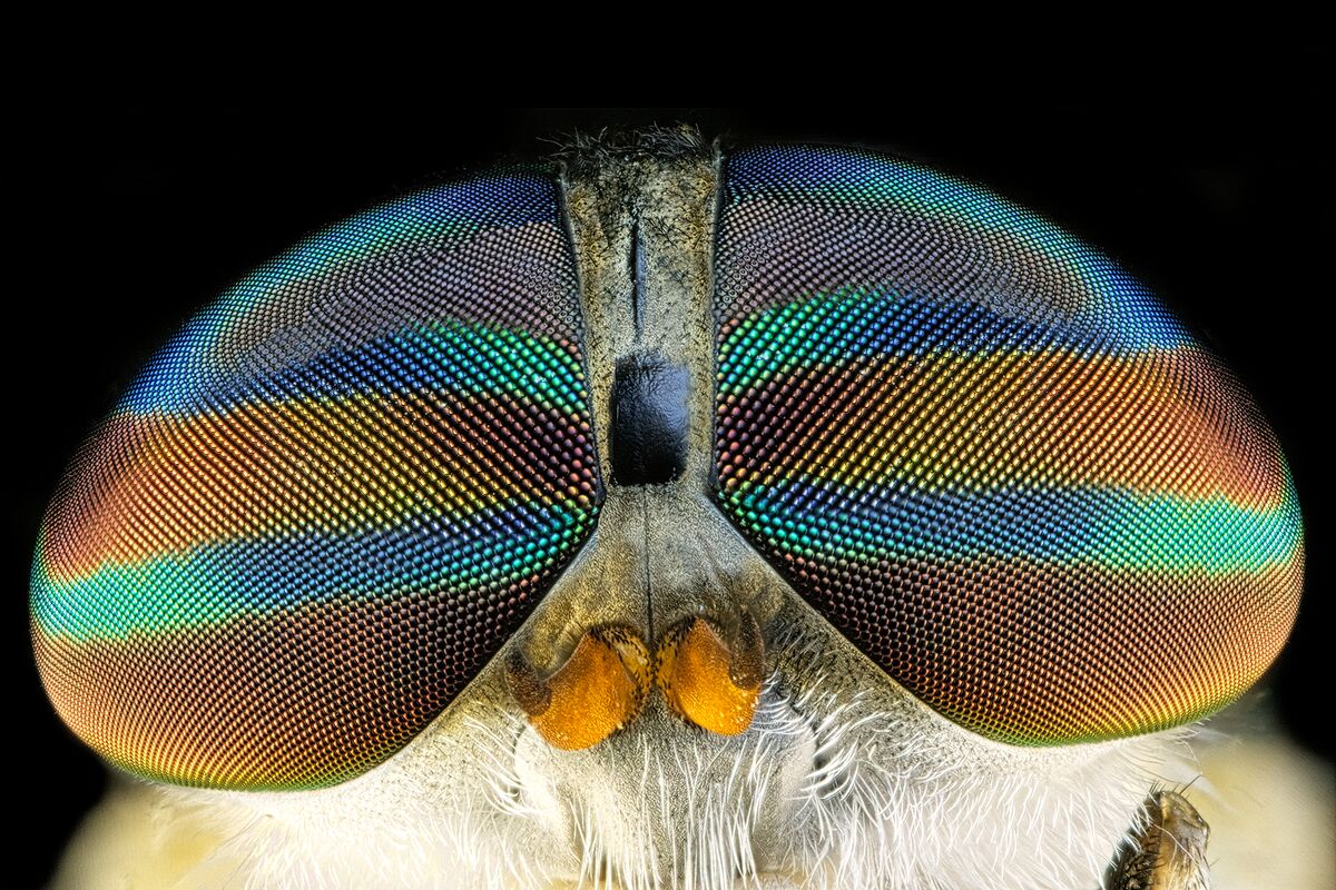 Horsefly - Cool Eyes: Perhaps one of natures coolest eyes and ...