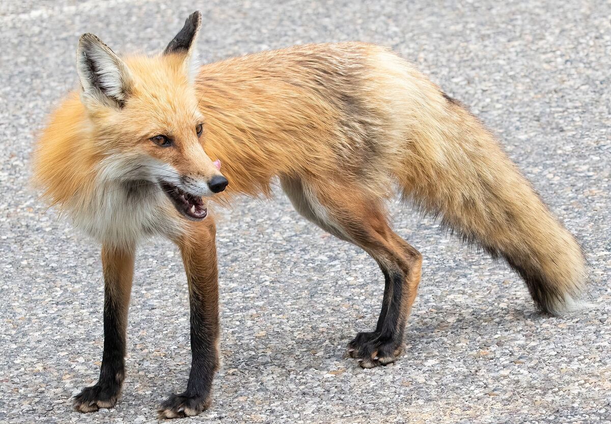 Red Fox: While heading into Two Medicine area of Glacier National Park ...