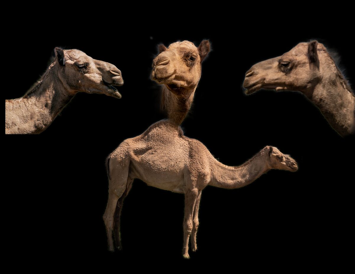 Camel: Honeybrook Farm in Gilbert, Arizona has this camel, 2 Zebras ...