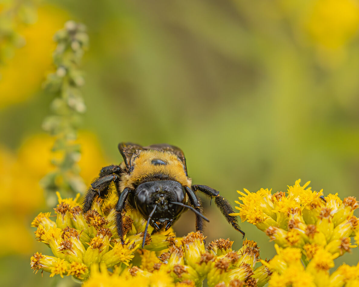 Bees Close up: This is a collection of bee closeups taken in the last ...