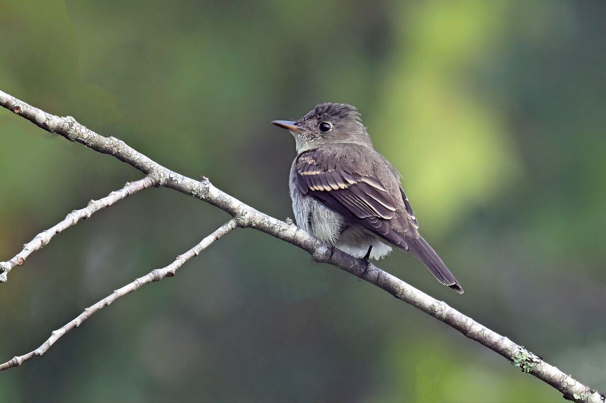 Eastern wood pewee and osprey show off dorsal feathers: Old Bynum ...