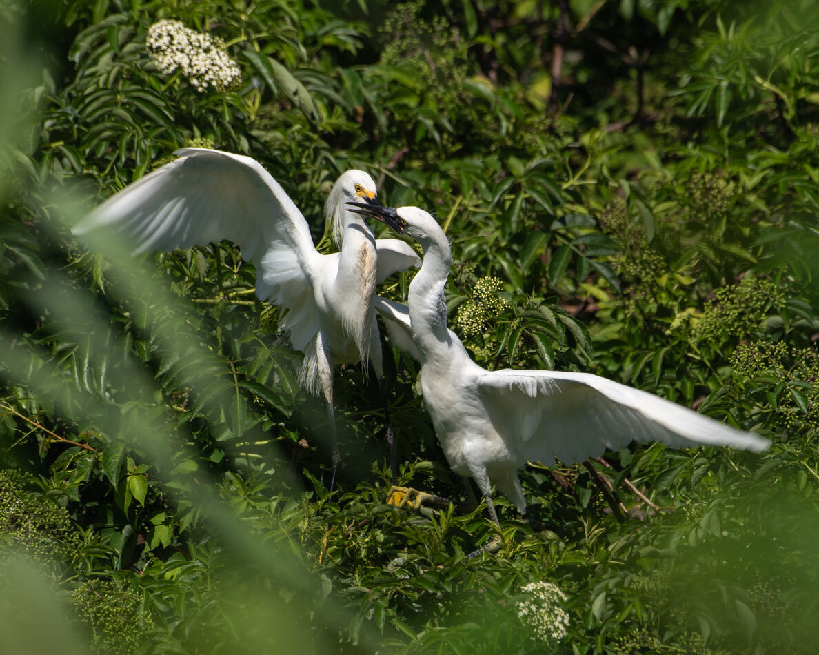 Snowy Egret: Unruly kid wants what it wants. These are the last photos ...