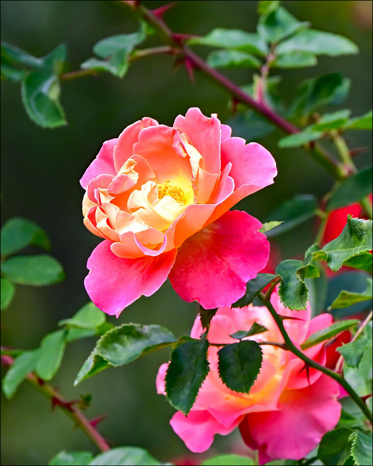 Roses: A few more roses from Brandywine Park.