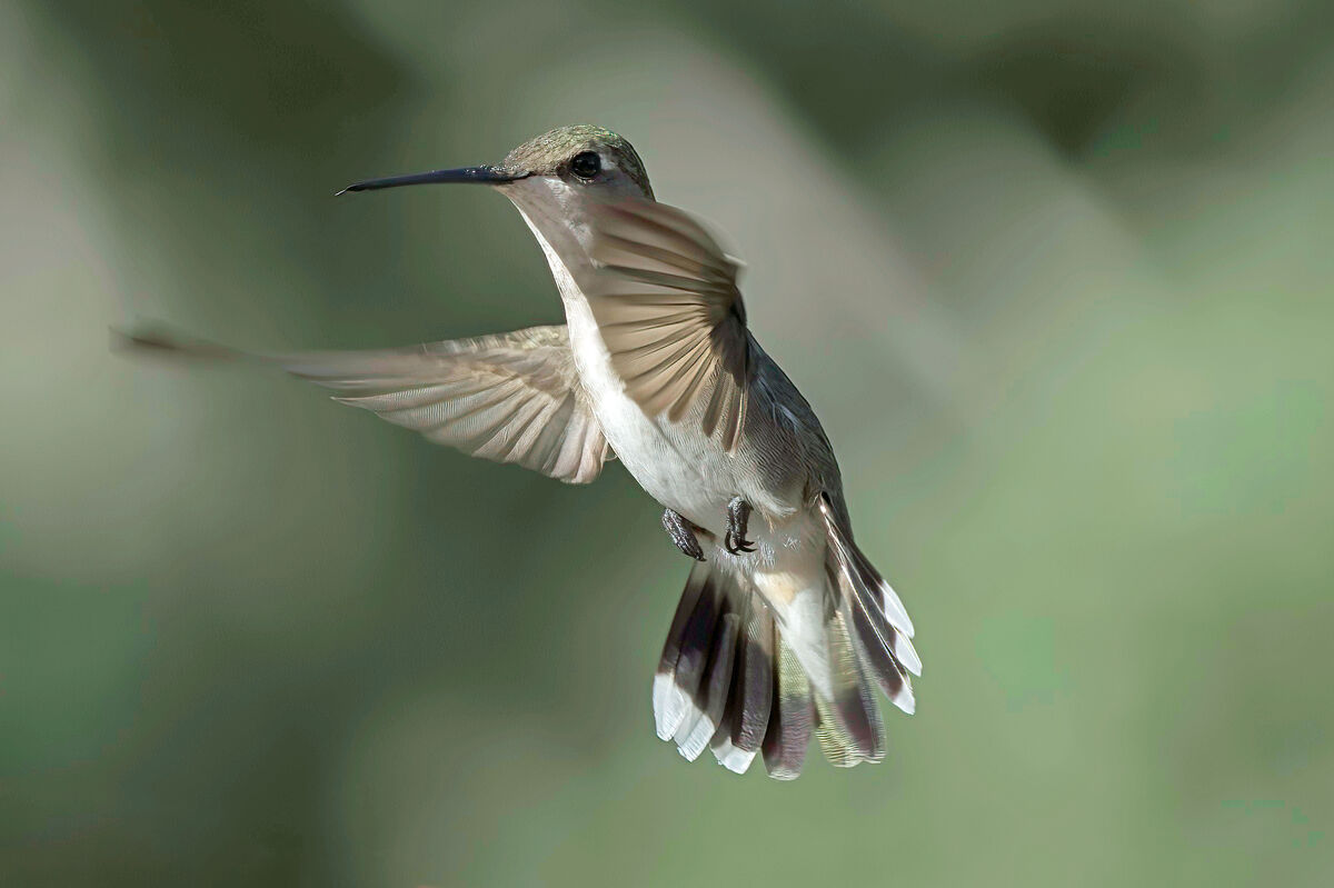 a few local birds/ hummingbirds: I haven't been able to go out birding ...