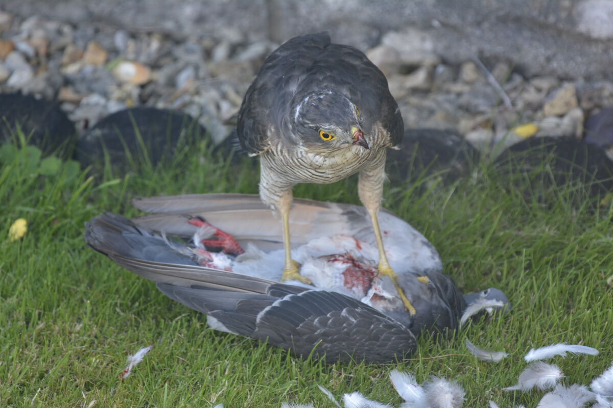 Sparrow hawk minutes after attack of pigeon: I was lucky to be able to ...