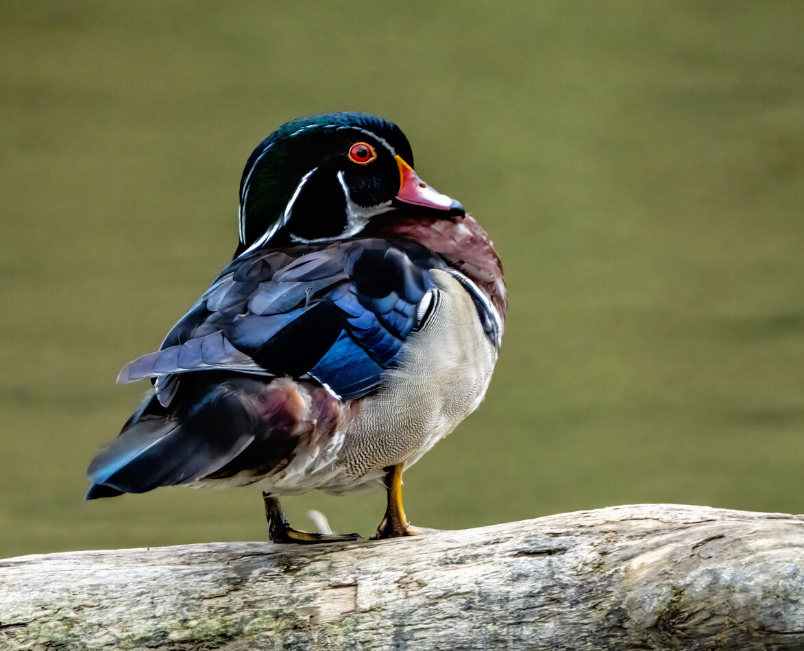 colorful wood duck: this is just a sitting male wood duck but I thought ...