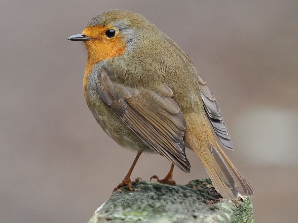 A selection of Robins from my stock: Getting better hope to be active ...