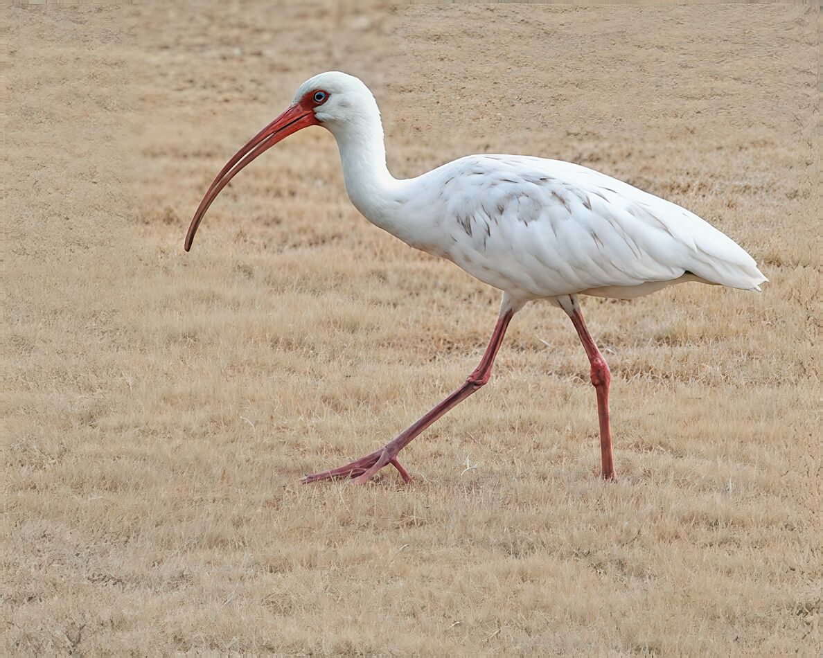 A White.. Ibis, shot in my favorite location, Hunting Island State Park ...
