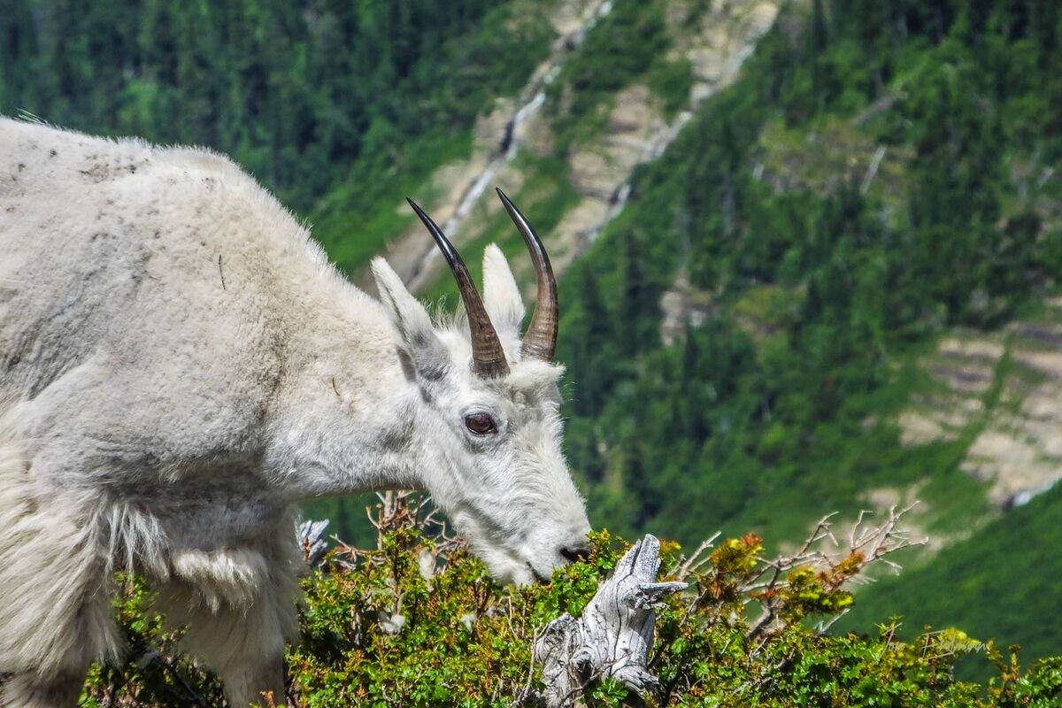 Rocky Mountain Goat: So glad I was able to capture this one at the ...