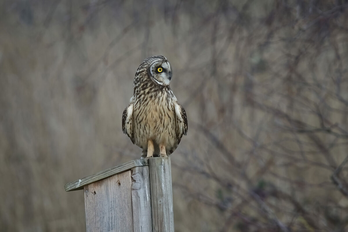 Five Owls: I posted an owl earlier this week and got so many looks that ...