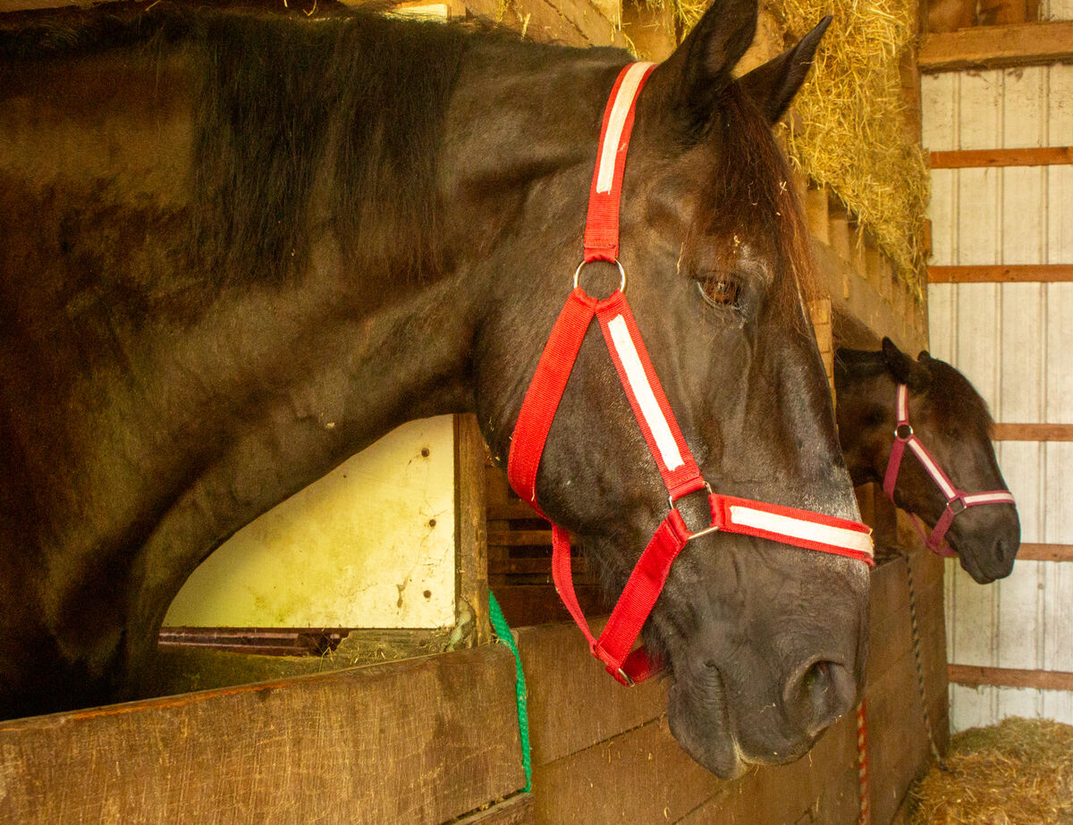 MK Percheron Farm: Another stop on the 2025 IBF Barn Tour...