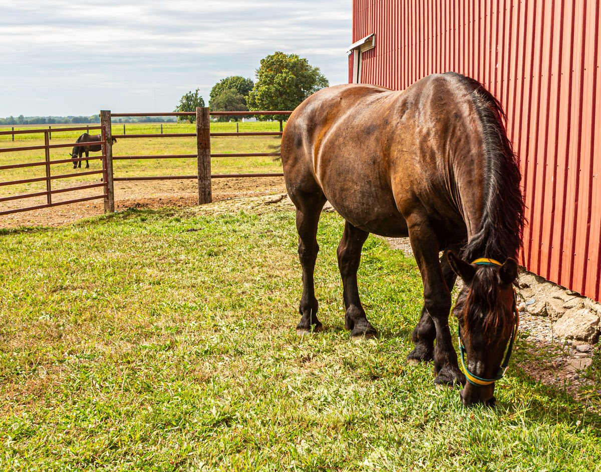 MK Percheron Farm: Another stop on the 2025 IBF Barn Tour...