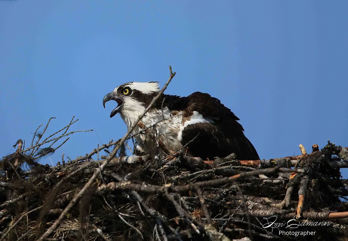Osprey: Nested in the middle of a bridge spanning the Clark Fork River ...