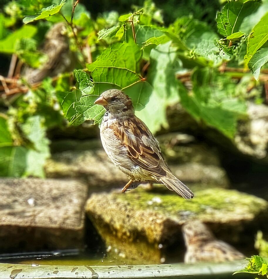 Sparrows: At the bird bath.