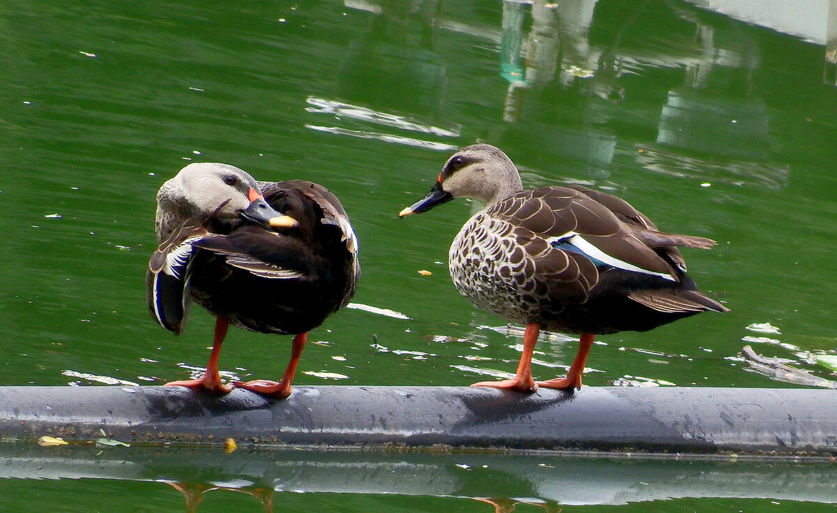 Birds at different locations: Ducks gossiping, parrots in deep thought ...
