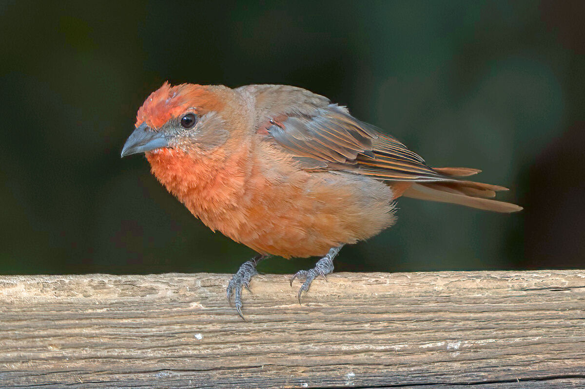 a few SE AZ birds: Hepatic Tanager Mexican Jay Bridled Titmouse Lesser ...