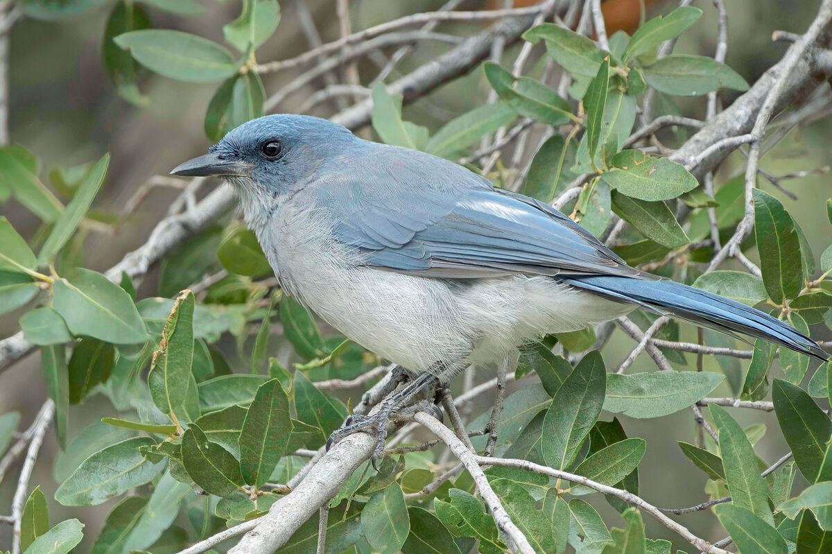 a few SE AZ birds: Hepatic Tanager Mexican Jay Bridled Titmouse Lesser ...