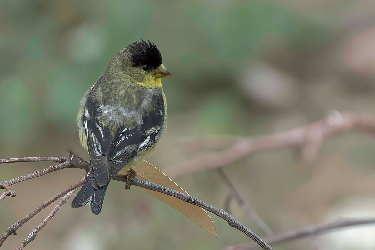a few SE AZ birds: Hepatic Tanager Mexican Jay Bridled Titmouse Lesser ...