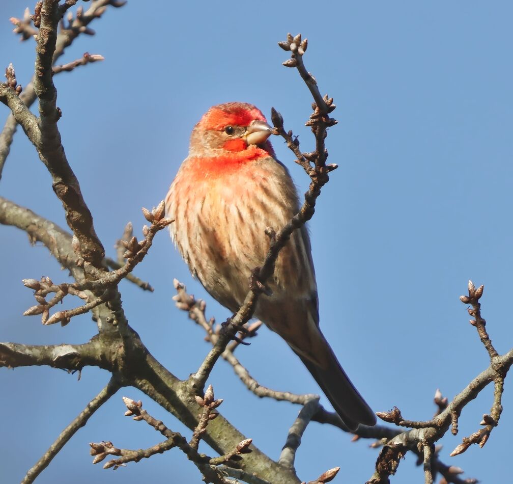 Finches in the trees: This morning I was doing the balcony and I guess ...