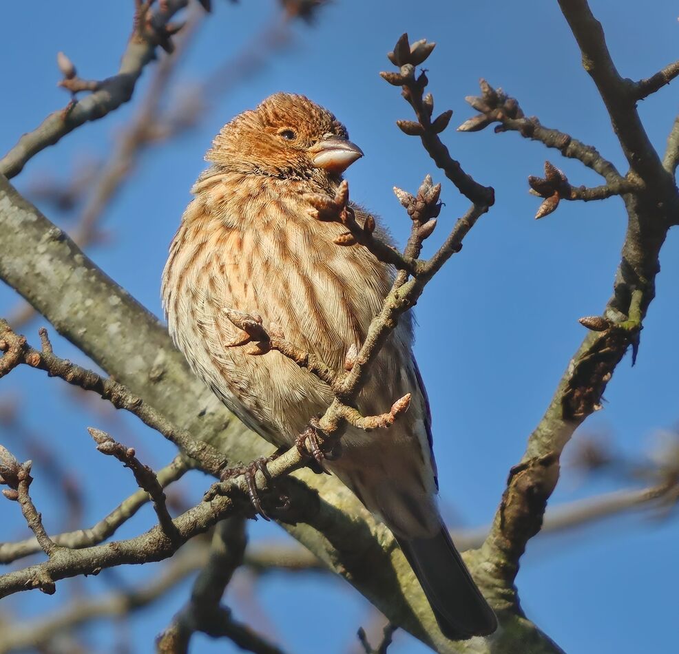 Finches in the trees: This morning I was doing the balcony and I guess ...