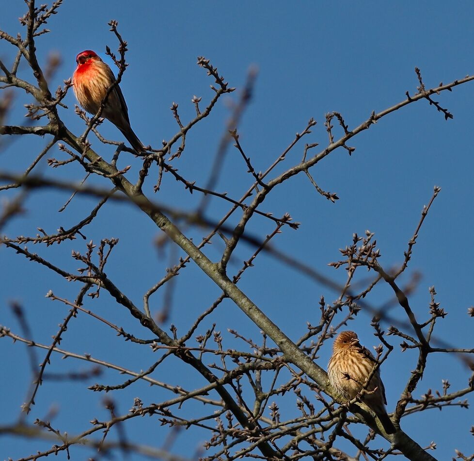 Finches in the trees: This morning I was doing the balcony and I guess ...