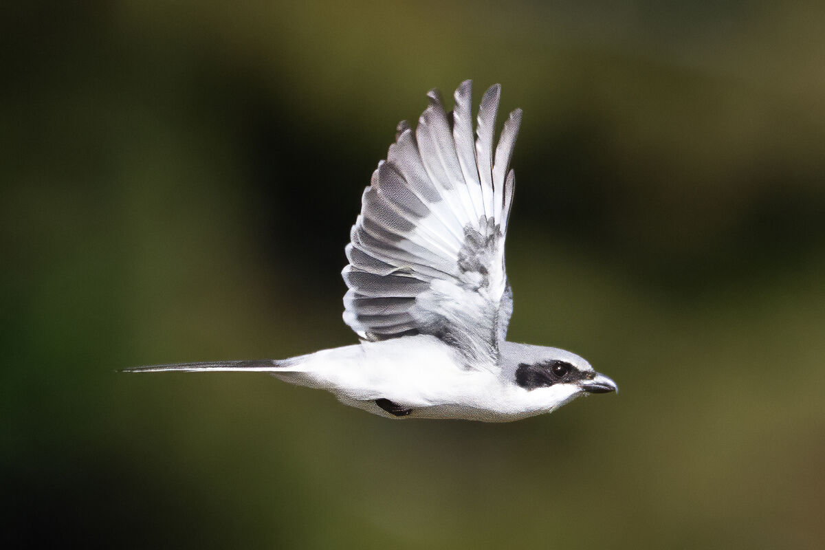 Shrike in Flight: Photographing a Shrike in flight is not easy. They ...