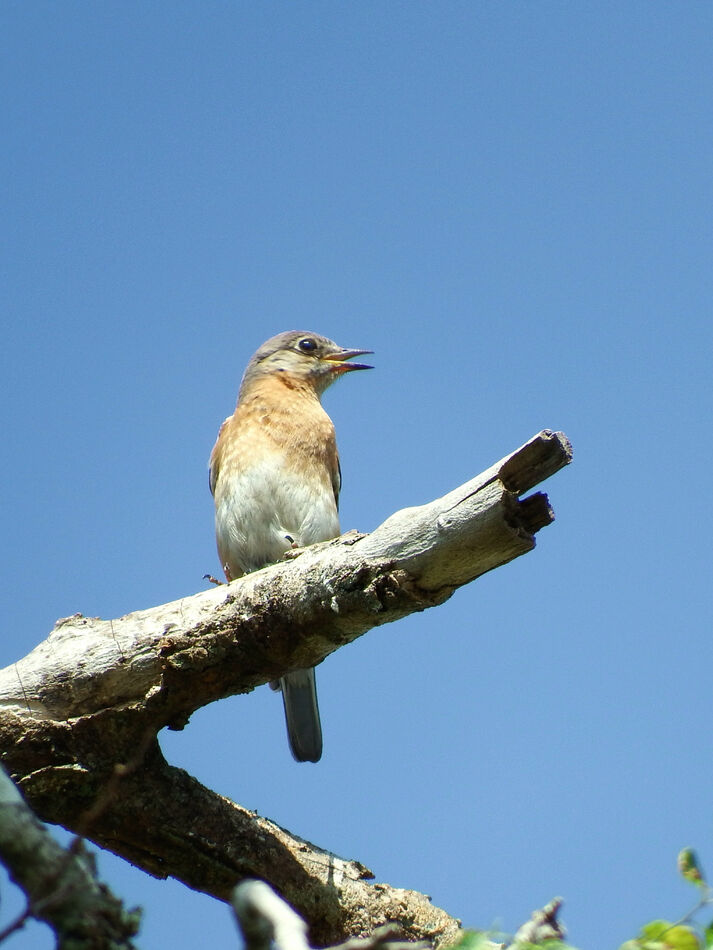 Birds: The first,I am not sure of the ID. I liked the composition of ...