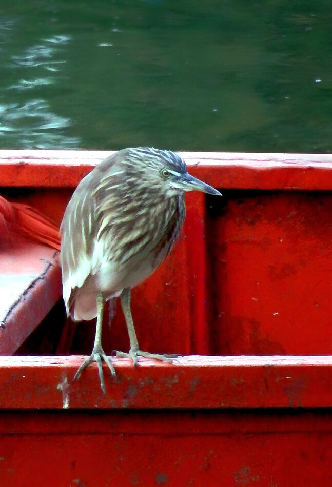 Birds: The first,I am not sure of the ID. I liked the composition of ...