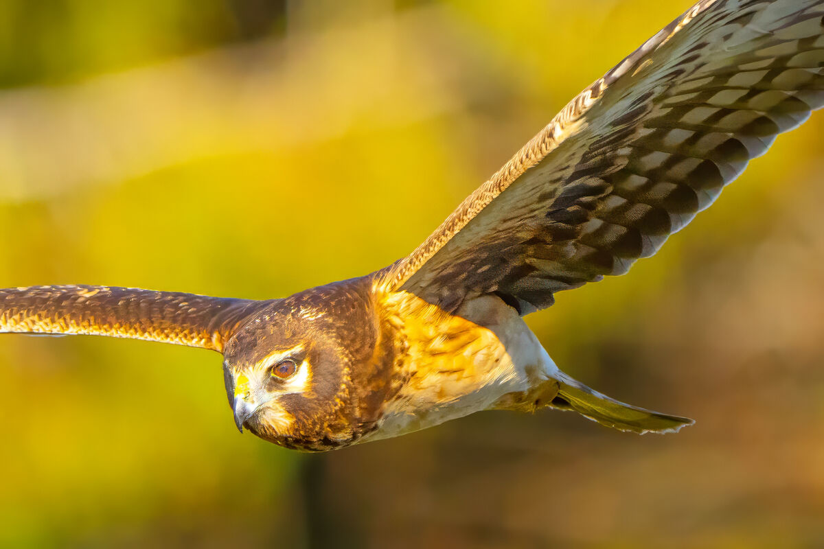 UP CLOSE AND PERSONAL: Female Northern Harrier, Green Cay Fl. Sony a1 ...