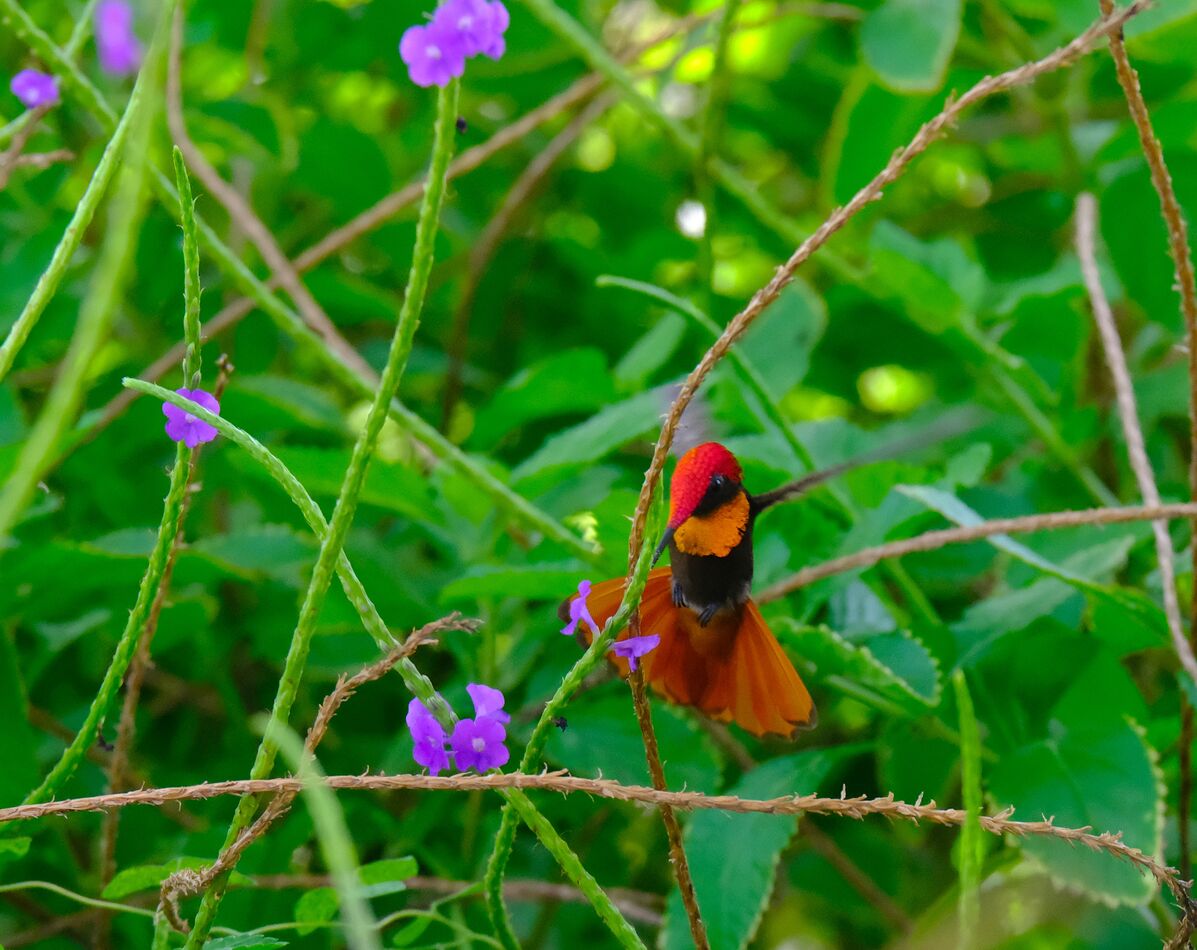 Ruby-Topaz Hummingbird, Chrysolampis mosquitus: This is my first try at ...