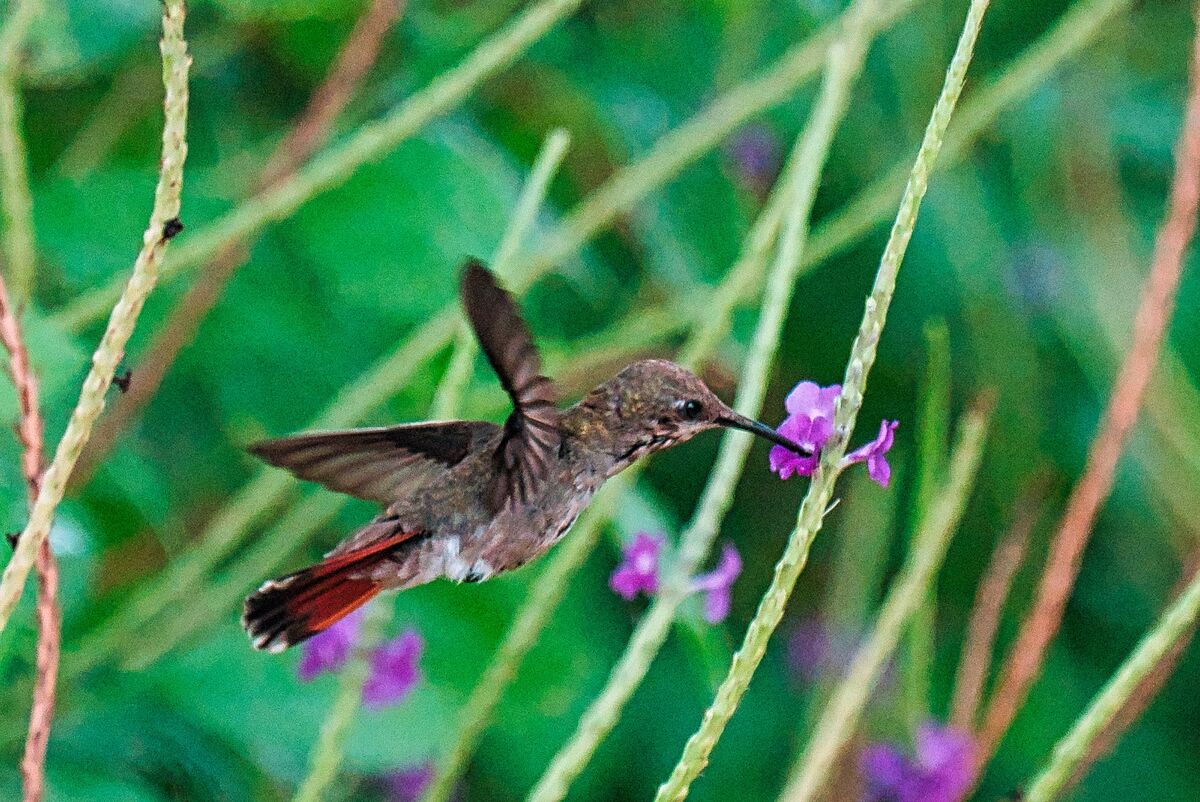 Ruby-Topaz Hummingbird, Chrysolampis mosquitus: This is my first try at ...