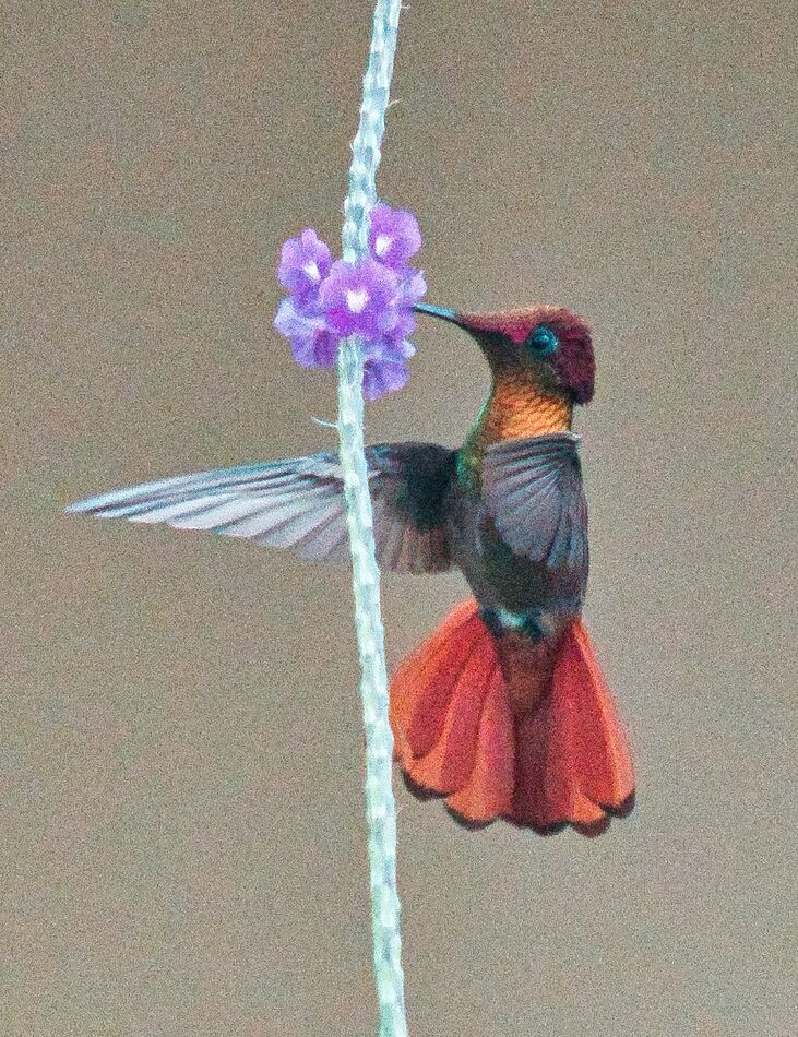 Ruby-Topaz Hummingbird, Chrysolampis mosquitus: This is my first try at ...