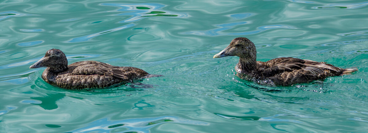 Iceland birds - II: On Vigur Island the common eider is the source of ...