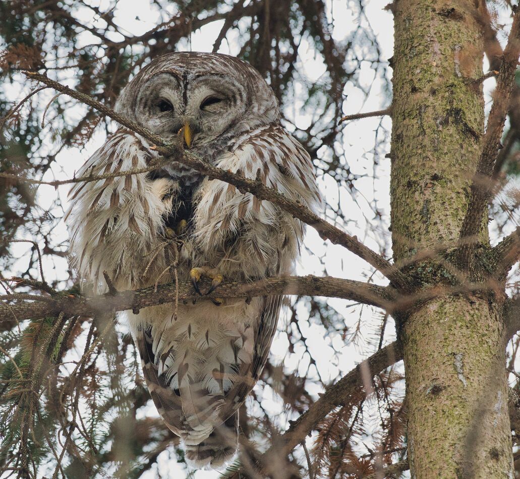 This morning photography: Hi folks, This morning, I met this coyote ...