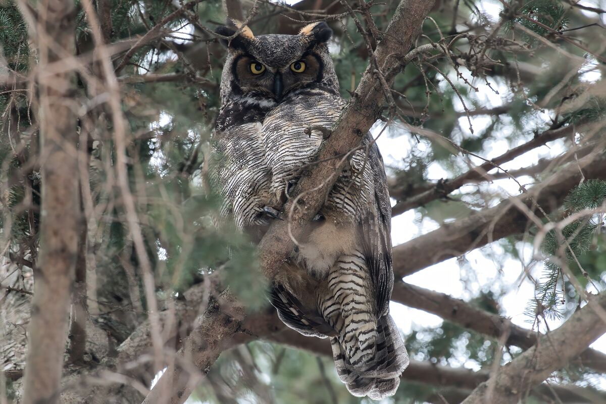 This morning photography: Hi folks, This morning, I met this coyote ...