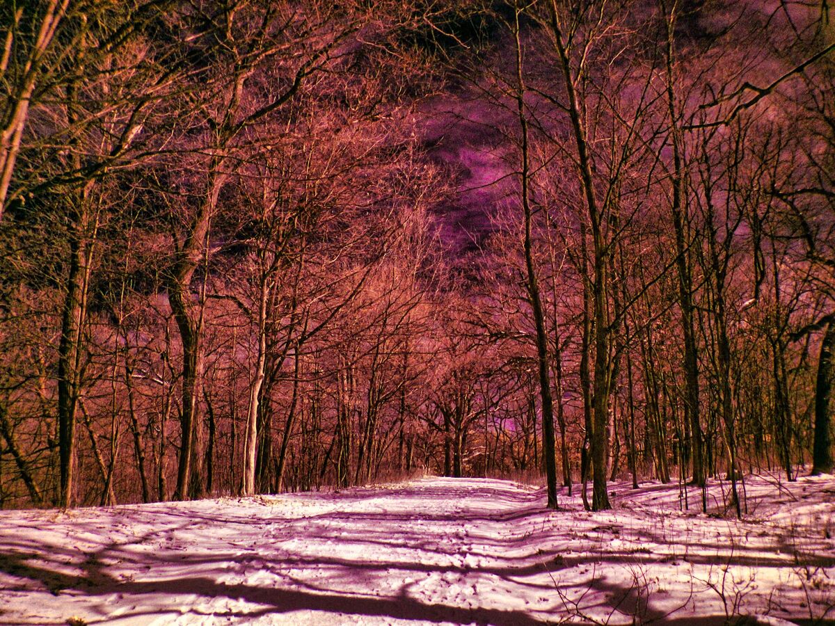 The Unpredictable Colors of IR: Some I've never looked at again; others ...