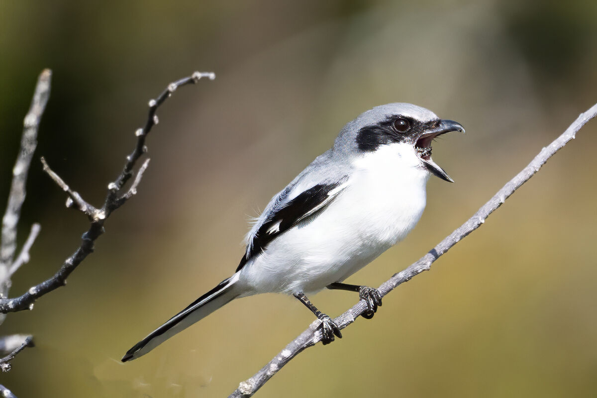 A Shrike shriek. Green Cay Fl: A Shrike shriek. Green Cay Fl. Nikon Z8 ...