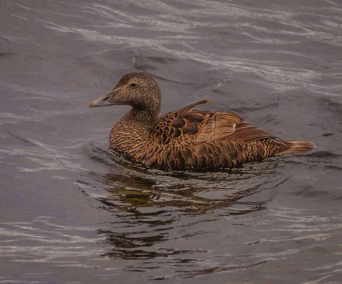 Iceland birds - III: Eider, black guillemot and arctic tern were all ...