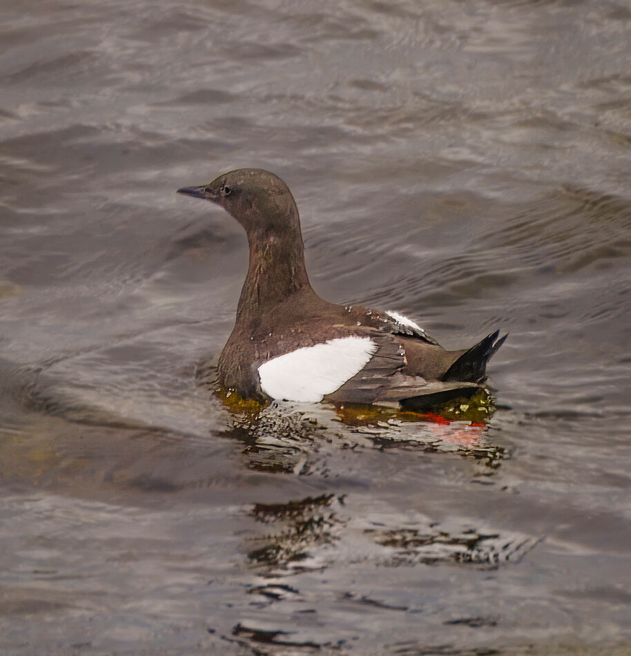 Iceland birds - III: Eider, black guillemot and arctic tern were all ...