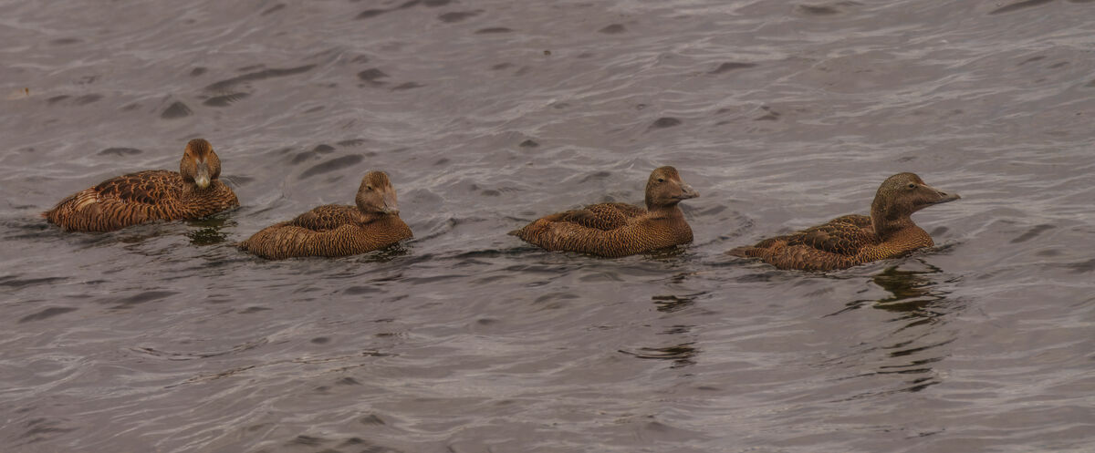 Iceland birds - III: Eider, black guillemot and arctic tern were all ...