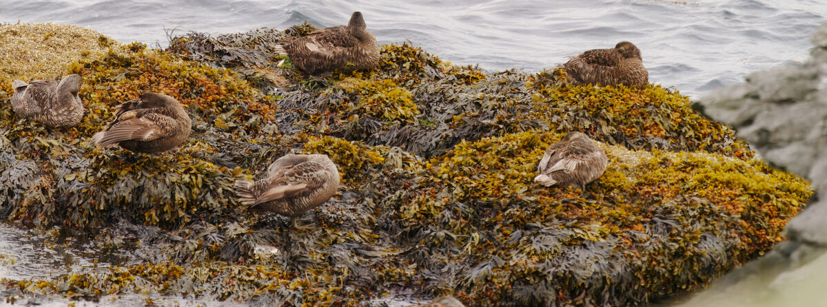 Iceland birds - III: Eider, black guillemot and arctic tern were all ...