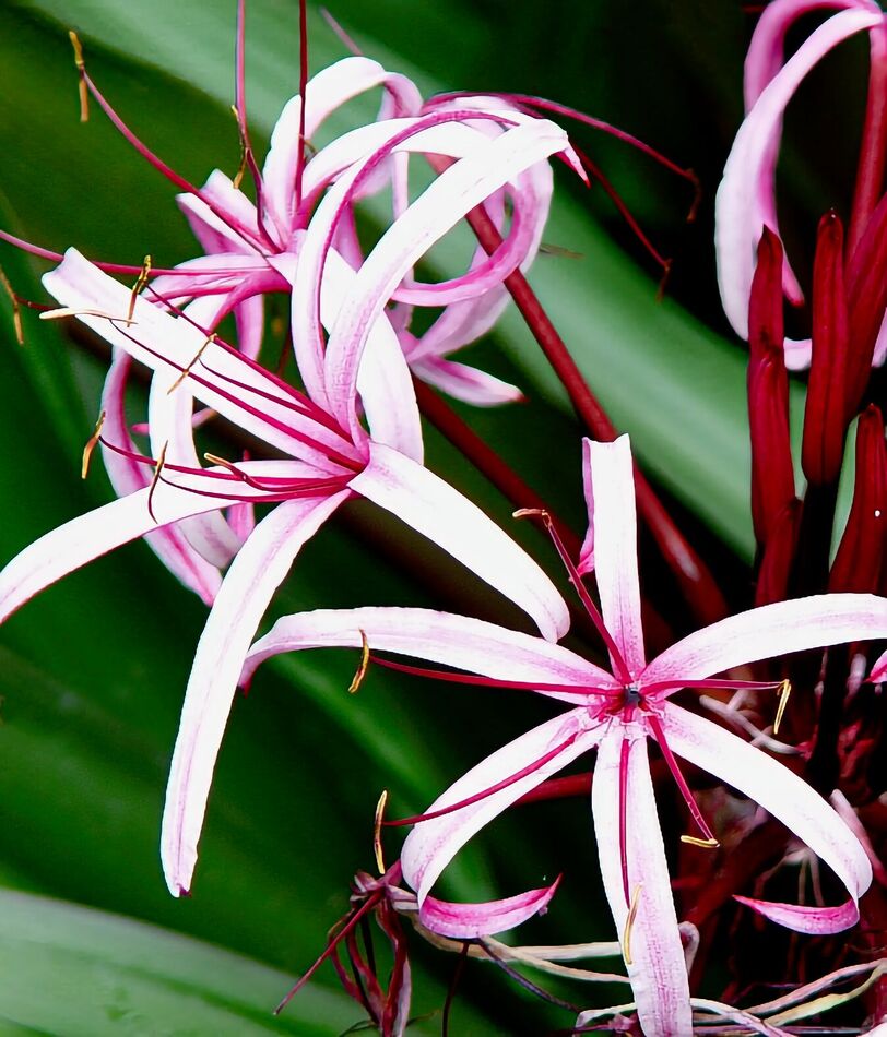 Garfield Conservatory Tropical Room: Nothing like walking from the ...