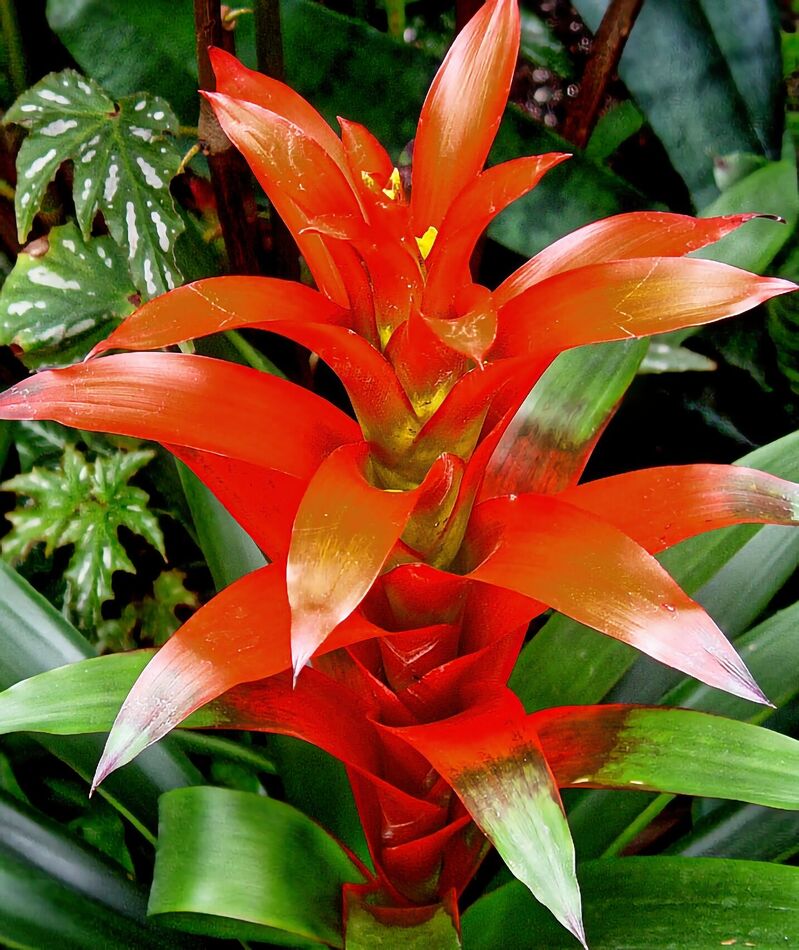 Garfield Conservatory Tropical Room: Nothing like walking from the ...