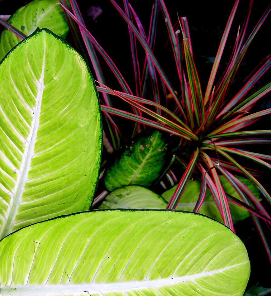 Garfield Conservatory Tropical Room: Nothing like walking from the ...