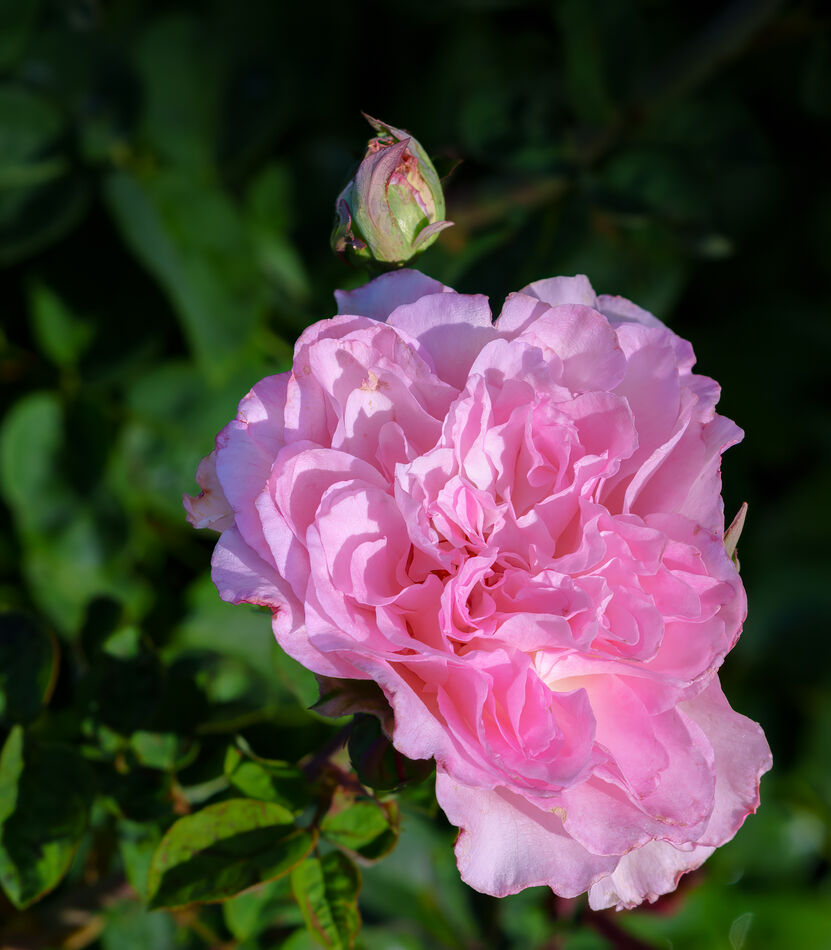 Neighbors' Flowers - 85: A shady day in August still produced color ...