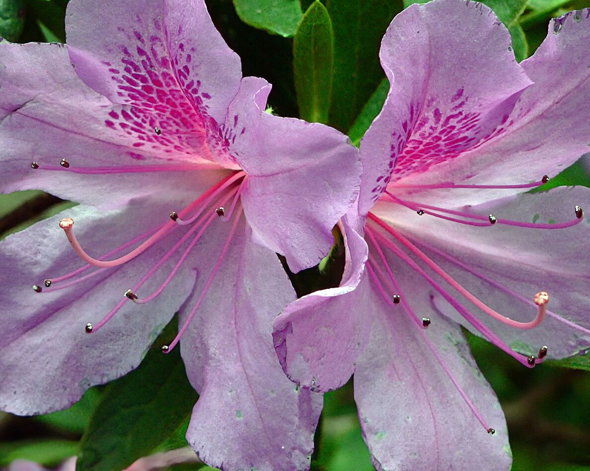 Same Color Family: Very pretty blooms 😃😃😃😃...