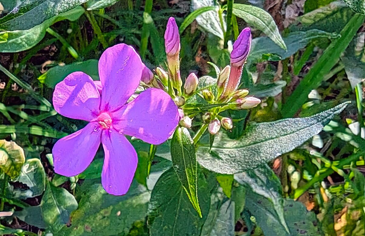 Same Color Family: Very pretty blooms 😃😃😃😃...